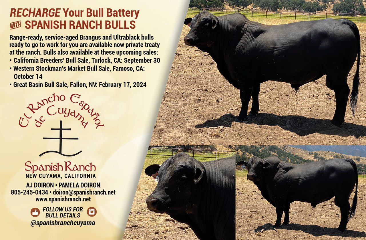 Sales and Events - Spanish Ranch