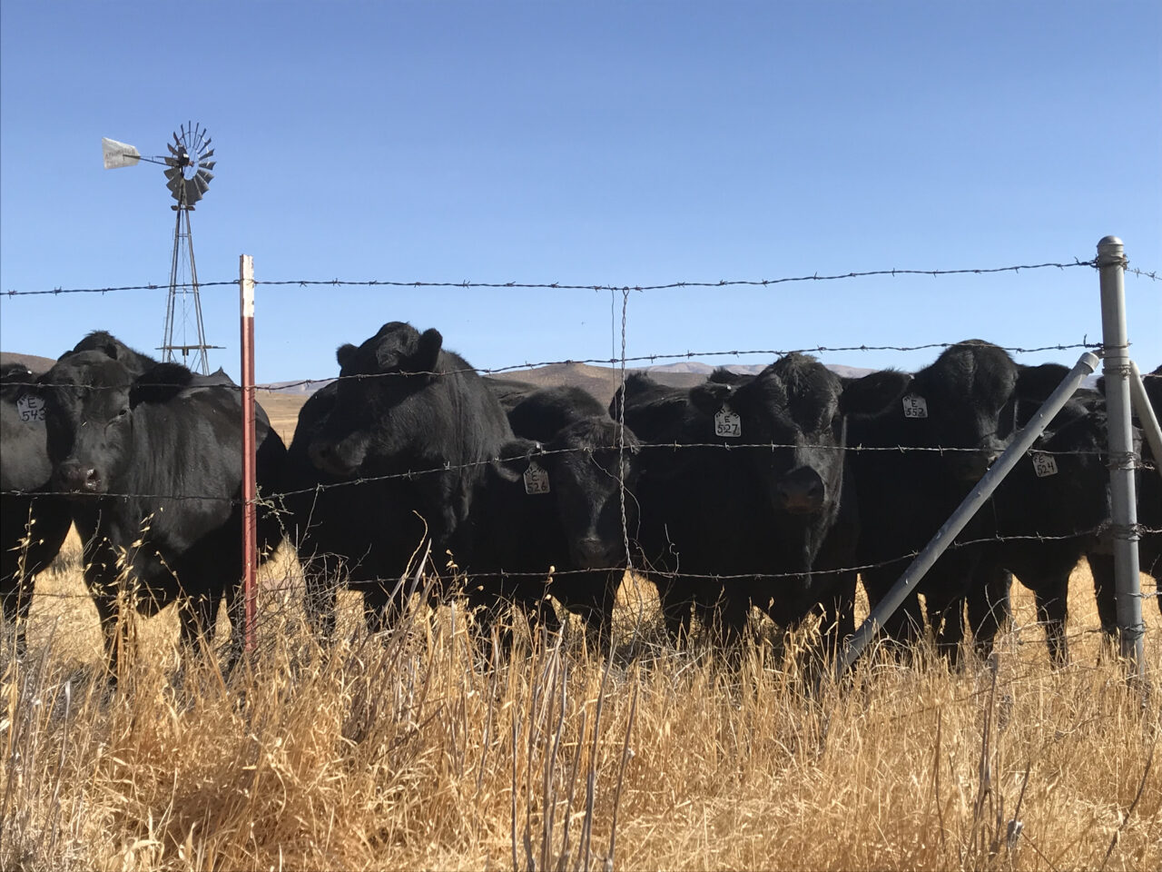 Sales and Events - Spanish Ranch