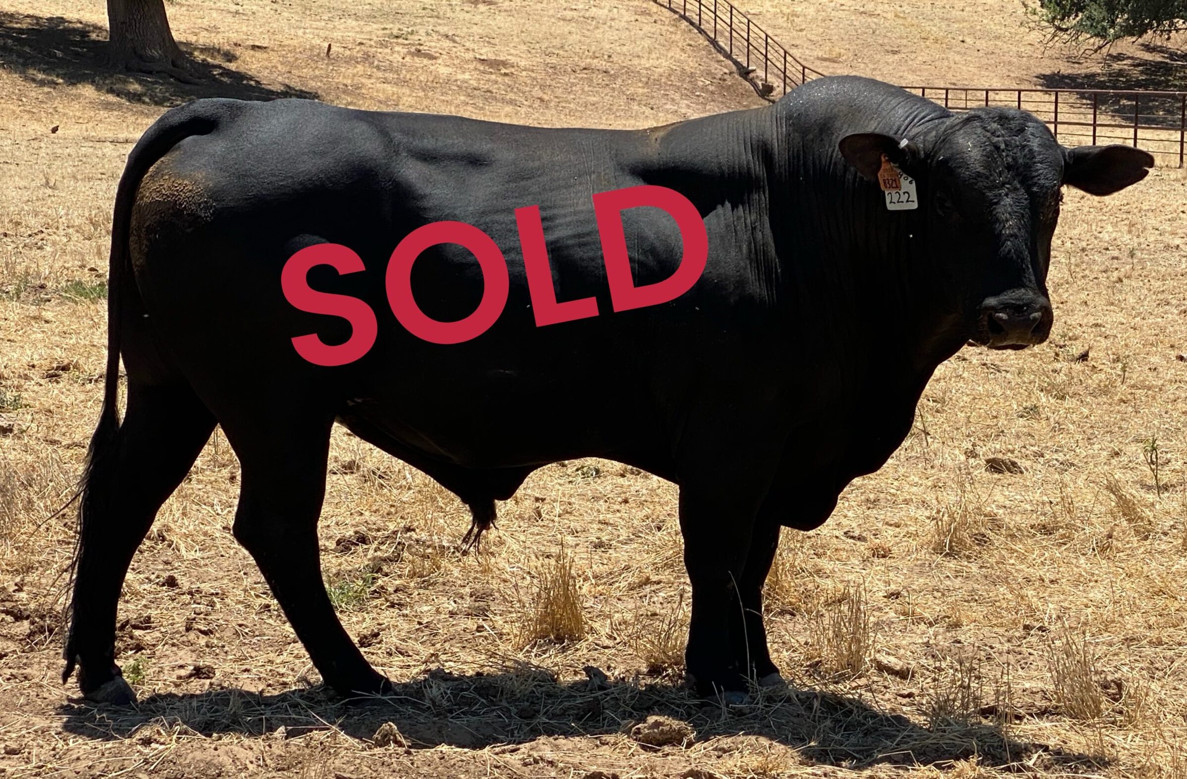 Sales and Events - Spanish Ranch